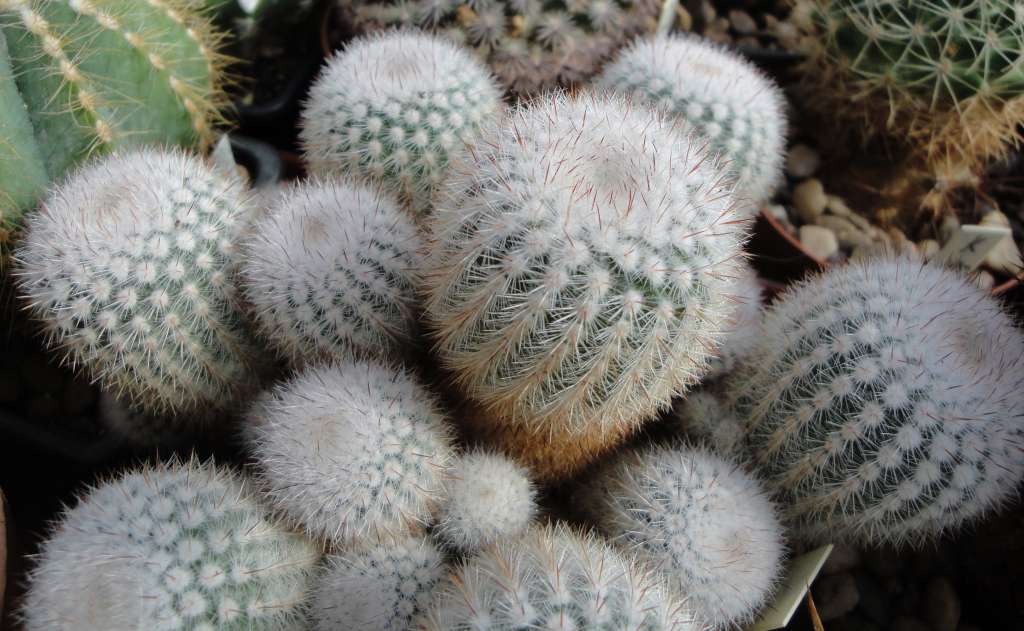 Notocactus sp. - jaký druh je to? - Kaktusové fórum KKP